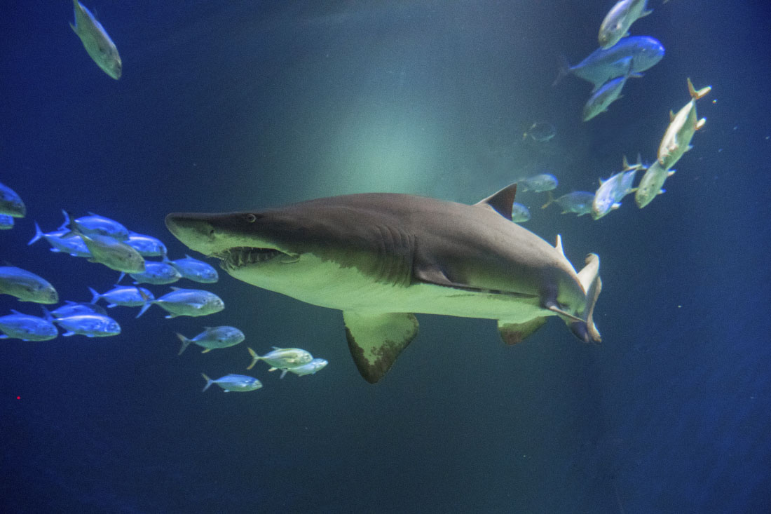 Meet Sharks and Co-Work at the New York Aquarium | Virtual FieldTrips ...